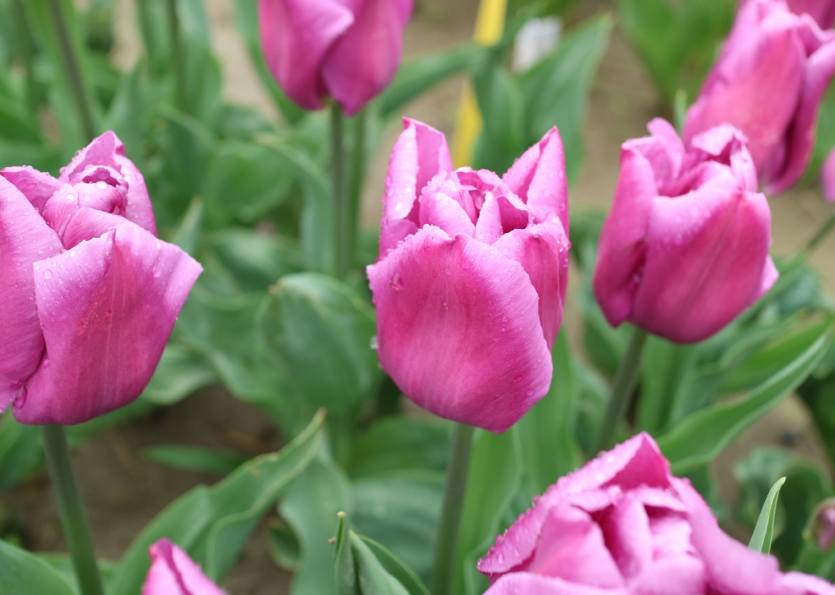 チューリップ品種名 ま-も