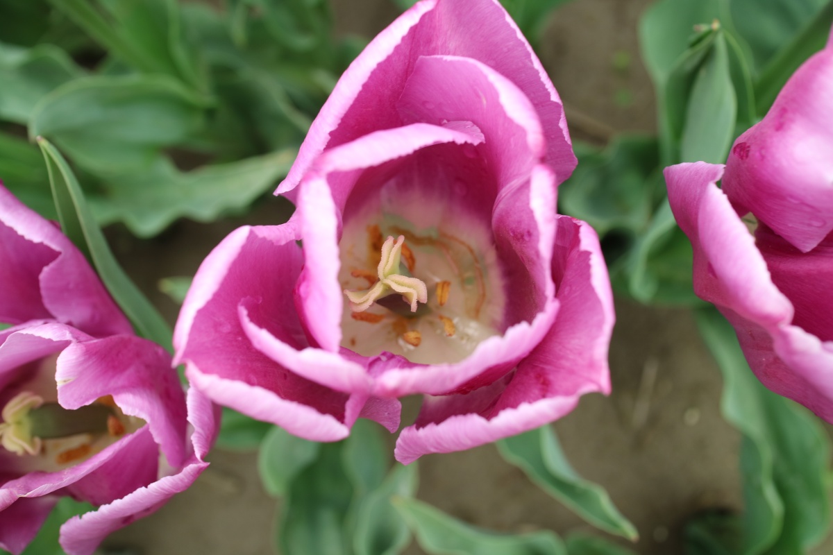 チューリップ品種名 ま-も