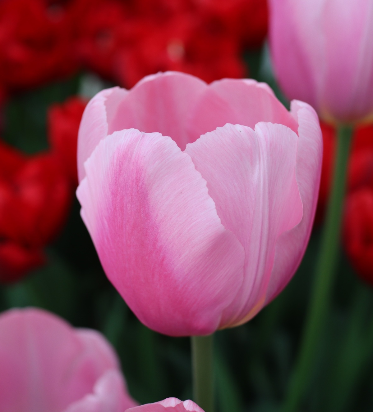 チューリップ品種名 し