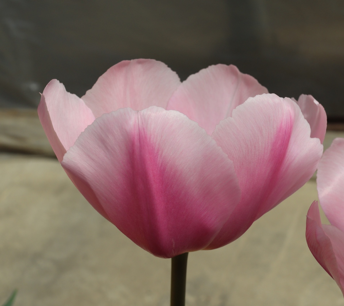 チューリップ品種名 し