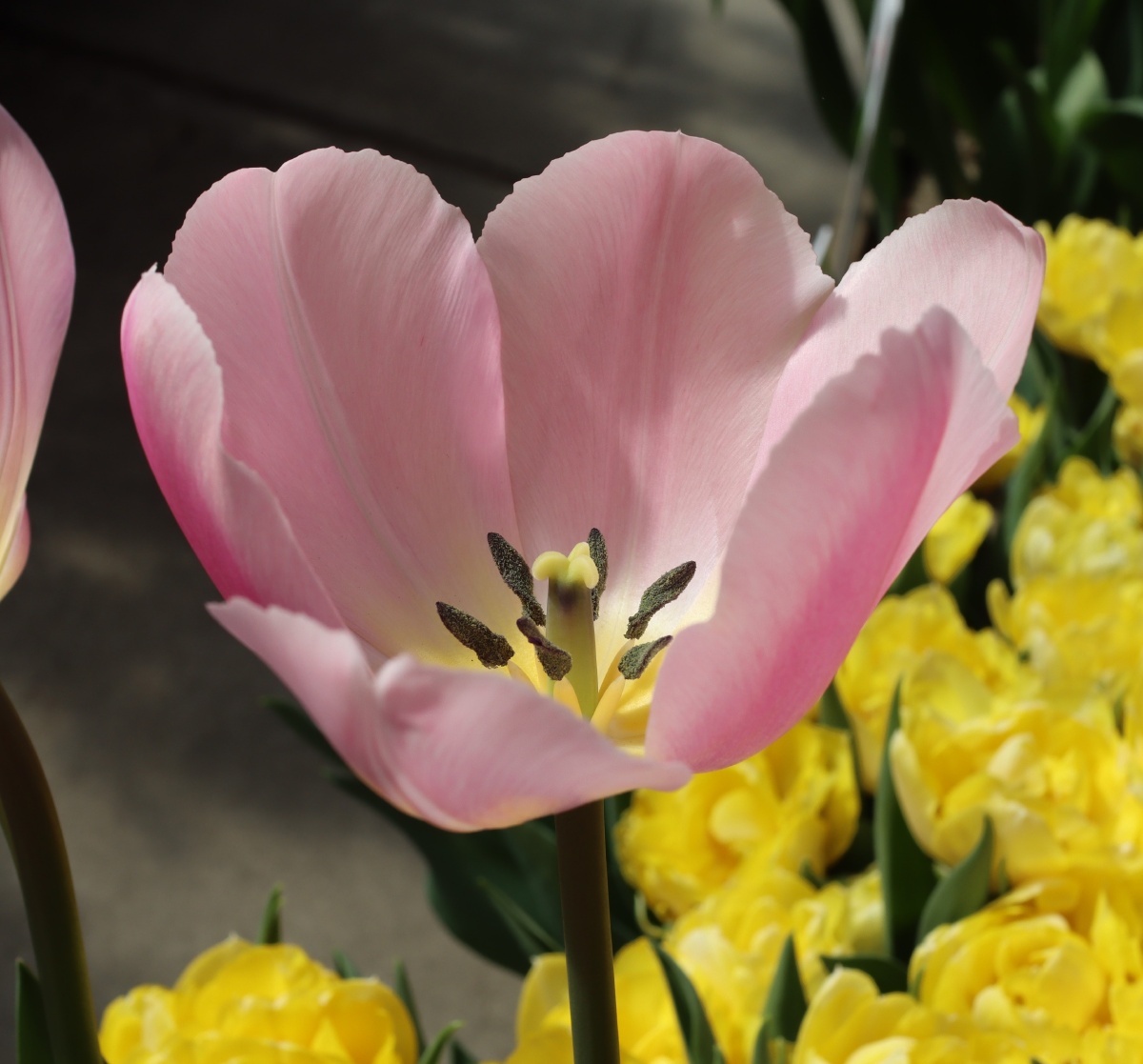 チューリップ品種名 し